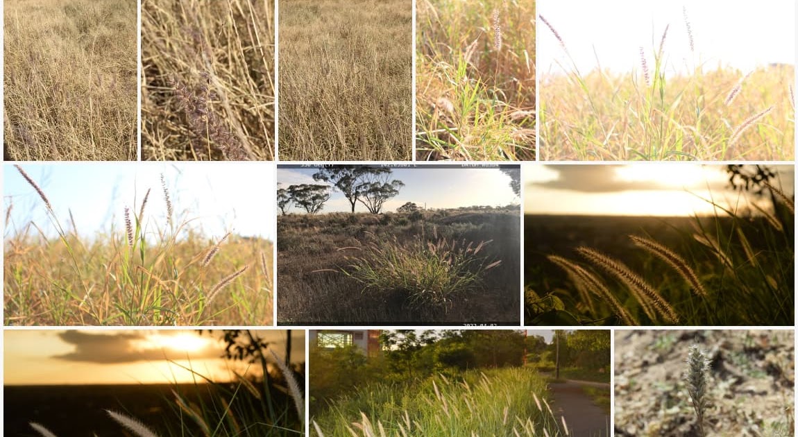 Blue Buffalo Grass Or African Foxtail Grass Or Dhaman Grass Or Anjan Grass Or Koluk Katai